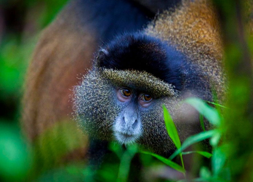 Golden Monkey Tracking in Rwanda - Kurahuki Safaris